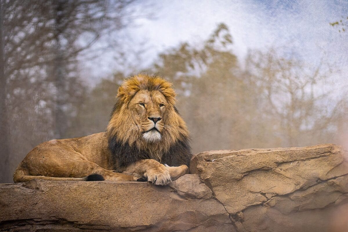 Workshop Dierenfotografie Burgers Zoo
